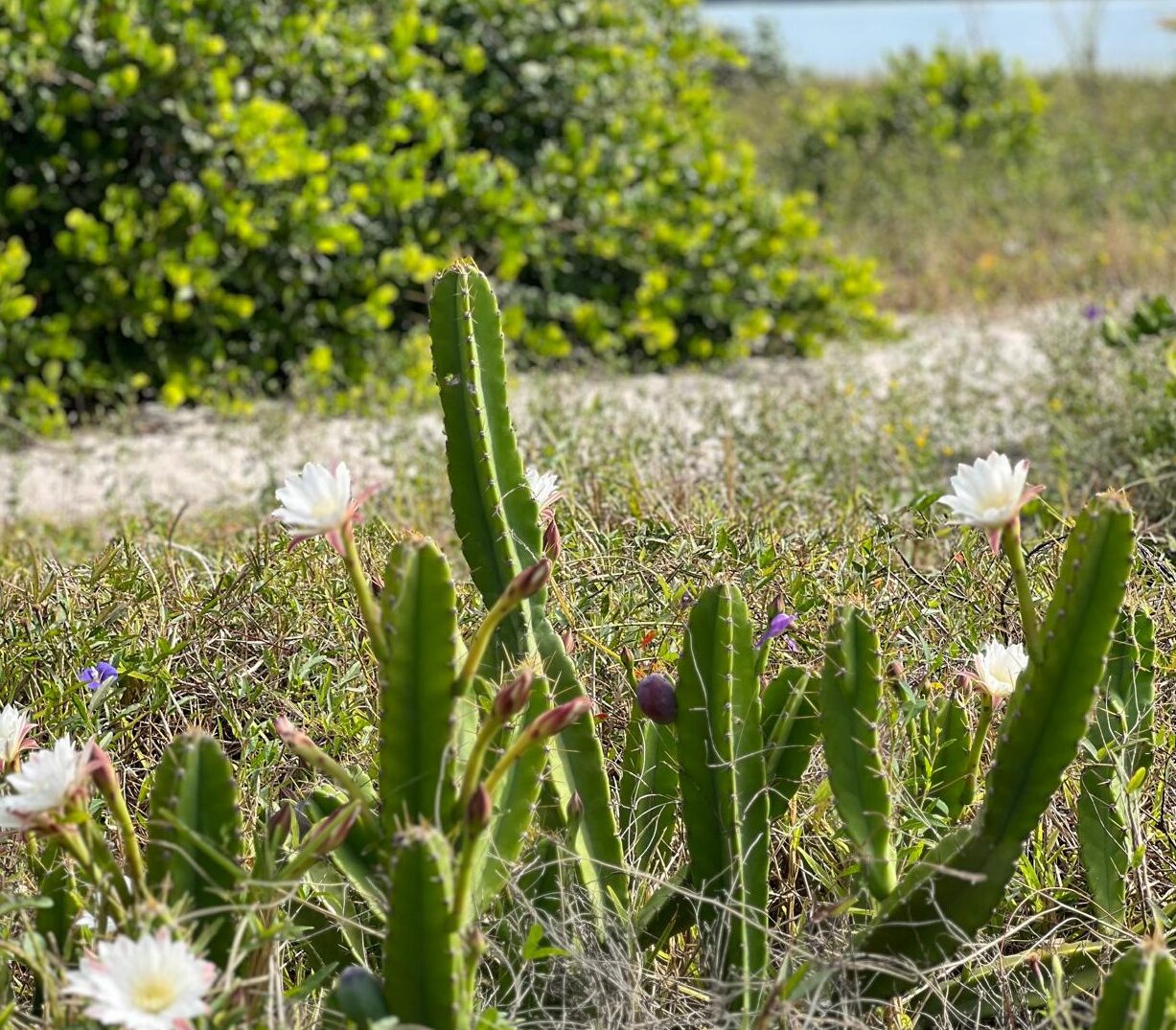 Em Vera Cruz, Mandacaru-da-praia frutifica na primavera | Atualize-se